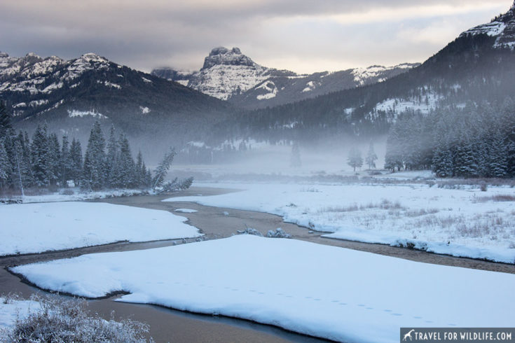 Yellowstone in the Fall, What to Expect | Travel For Wildlife
