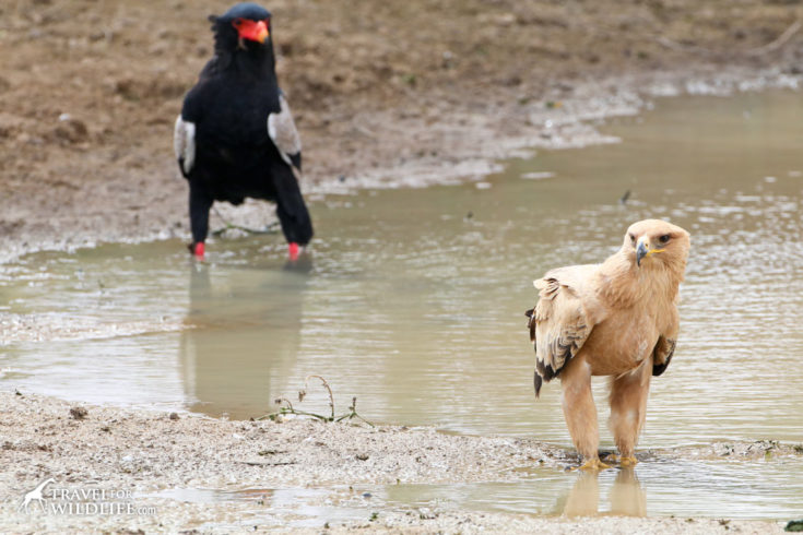 Guide to the Kgalagadi Transfrontier Park | Travel For Wildlife