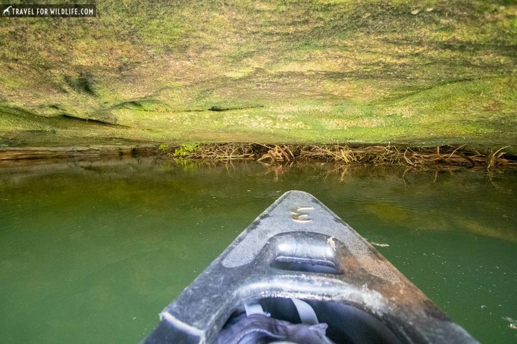 The Glow Worm Caves at Pickett State Park, TN | Travel For Wildlife