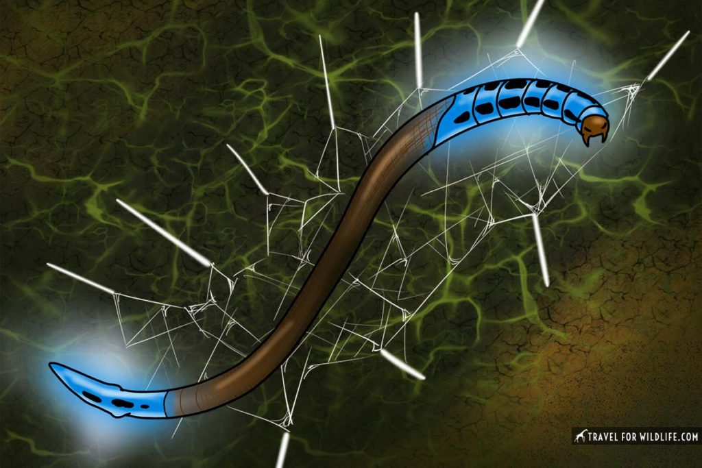 The Glow Worm Caves at Pickett State Park, TN | Travel For Wildlife