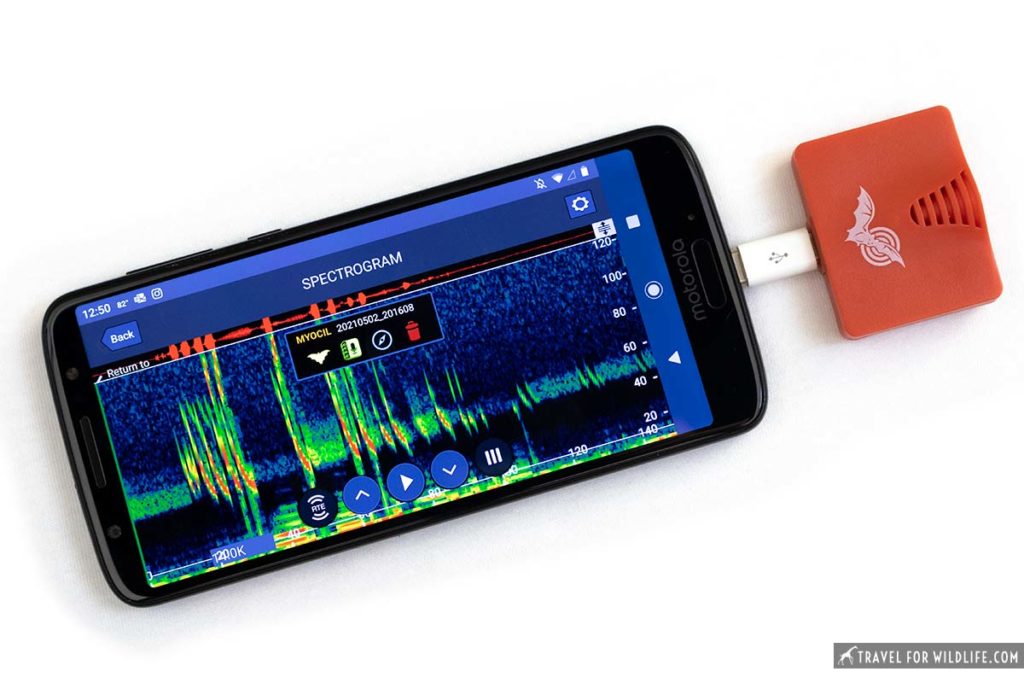 Turn Your Phone into a Bat Detector with the Echo Meter Touch 2 ...