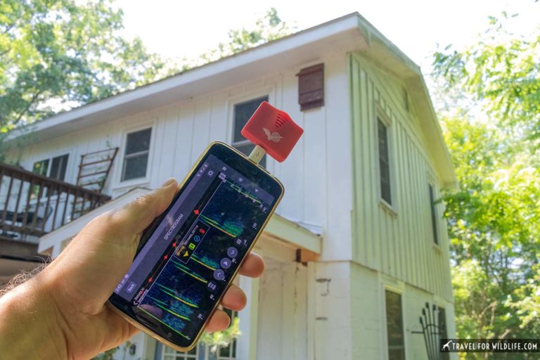 Turn Your Phone into a Bat Detector with the Echo Meter Touch 2 ...