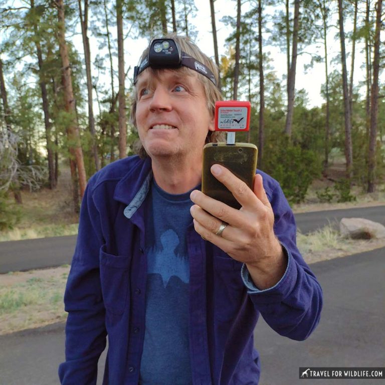 Turn Your Phone into a Bat Detector with the Echo Meter Touch 2 ...