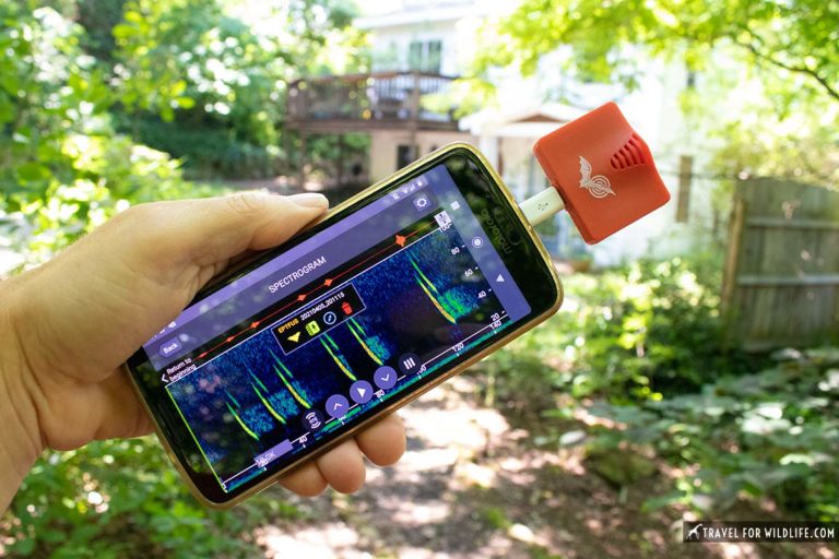 Turn Your Phone into a Bat Detector with the Echo Meter Touch 2 ...