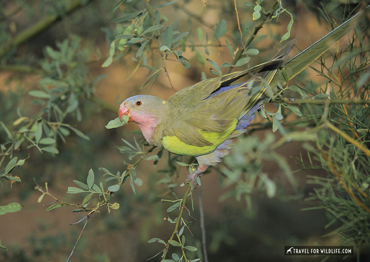 Flocking to see Australian parrots: five tours that will take you there ...