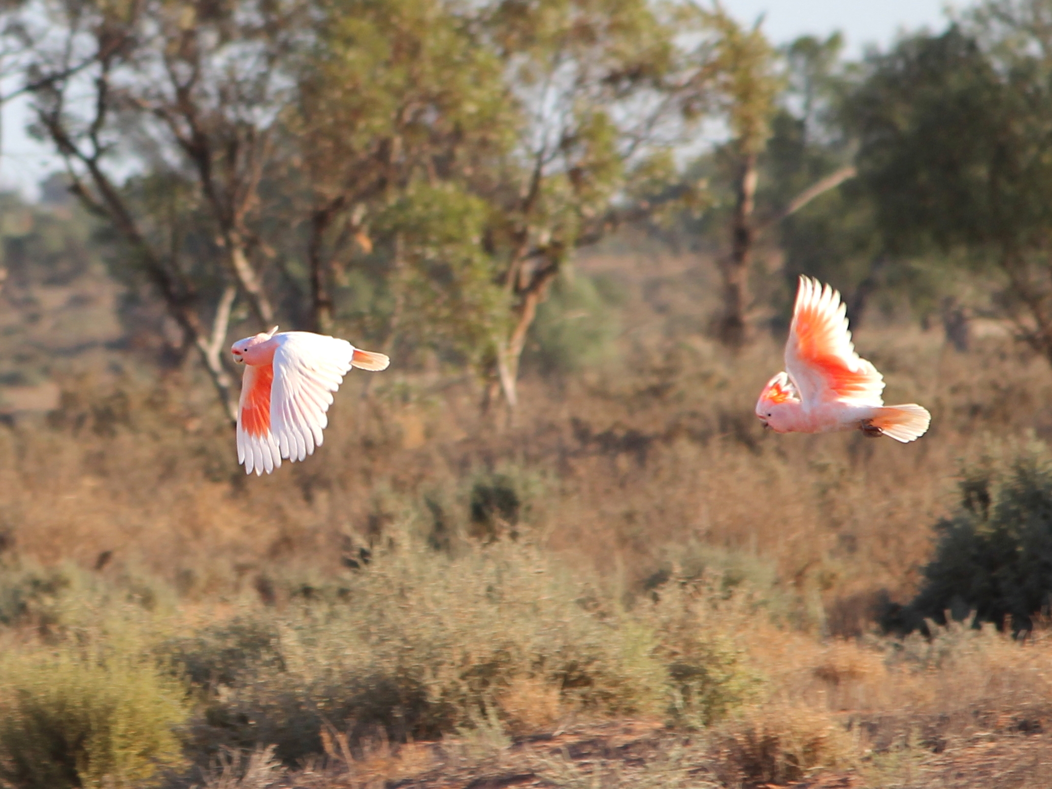 Flocking to see Australian parrots: five tours that will take you there ...
