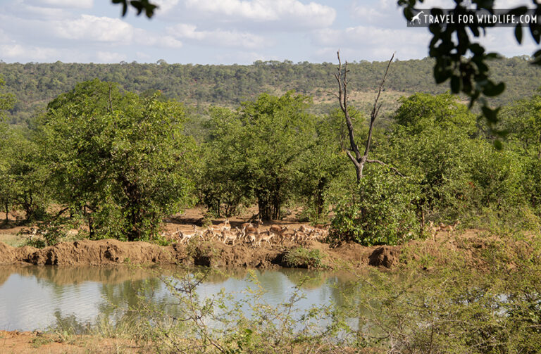 Punda Maria Rest Camp, Kruger National Park | Travel For Wildlife