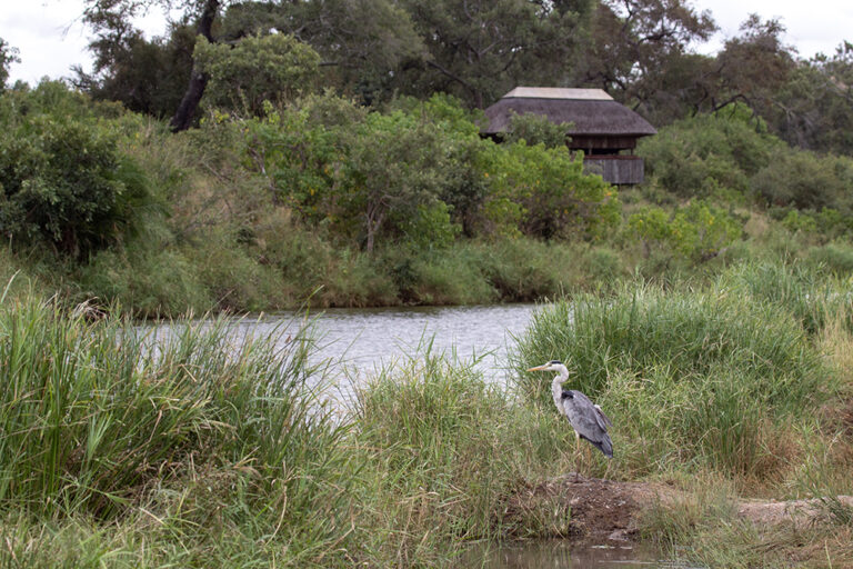 Tsendze rustic camp, Kruger National Park | Travel For Wildlife