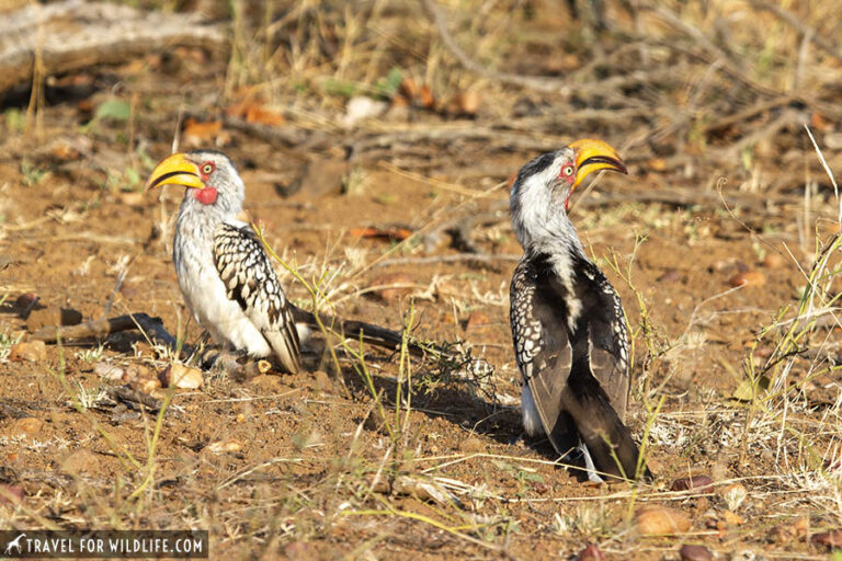 Hornbills of South Africa | Travel For Wildlife