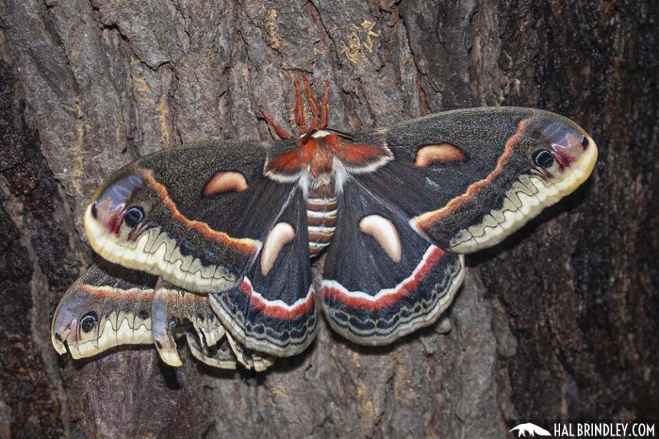 Cecropia Moth: the Life Cycle of the Largest Moth in North America ...