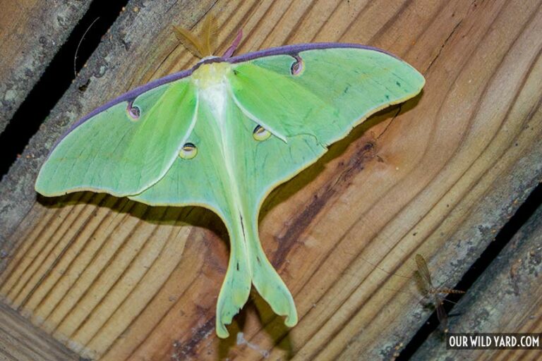Cecropia Moth: the Life Cycle of the Largest Moth in North America ...