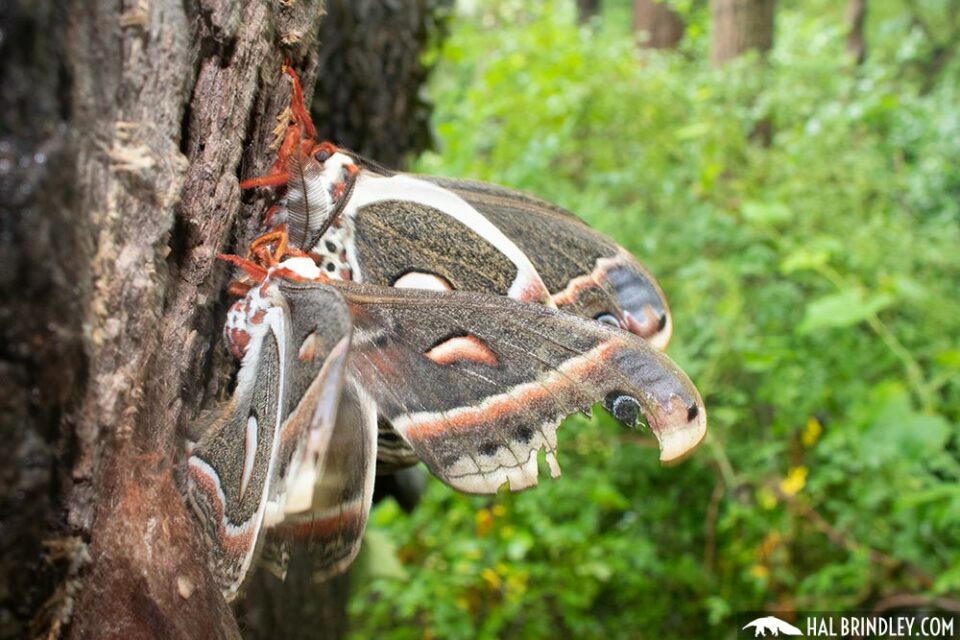 Cecropia Moth: the Life Cycle of the Largest Moth in North America ...