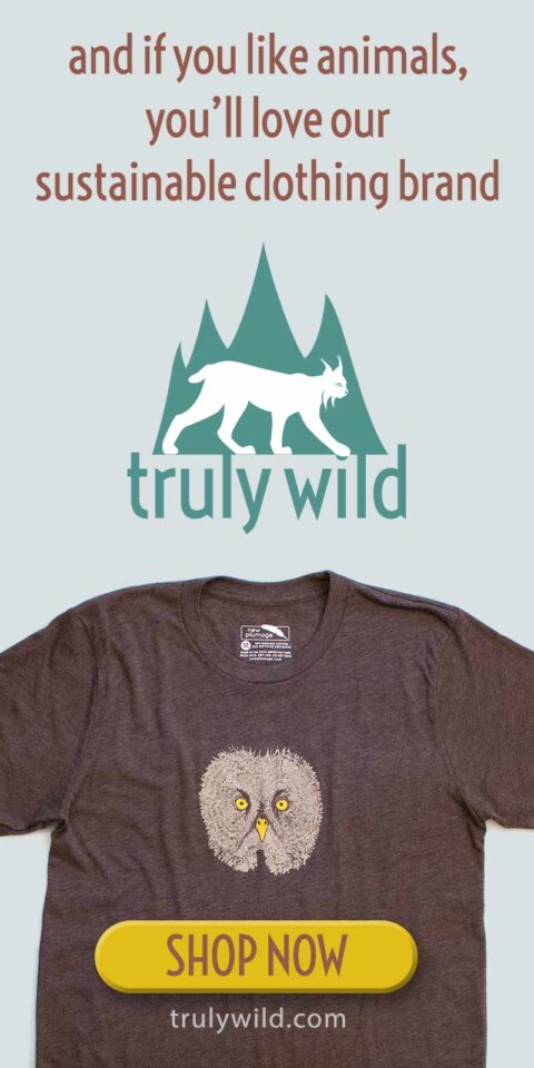 Indian safari: the perfect 2-week itinerary to watch wildlife in India ...